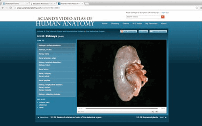Digital Anatomy | Urology News